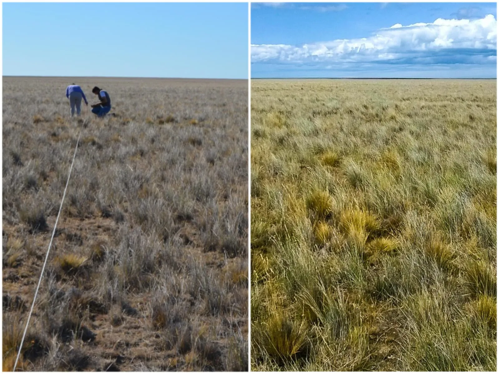 Estudian la recuperación del pastizal nativo en pasturas sembradas para ...