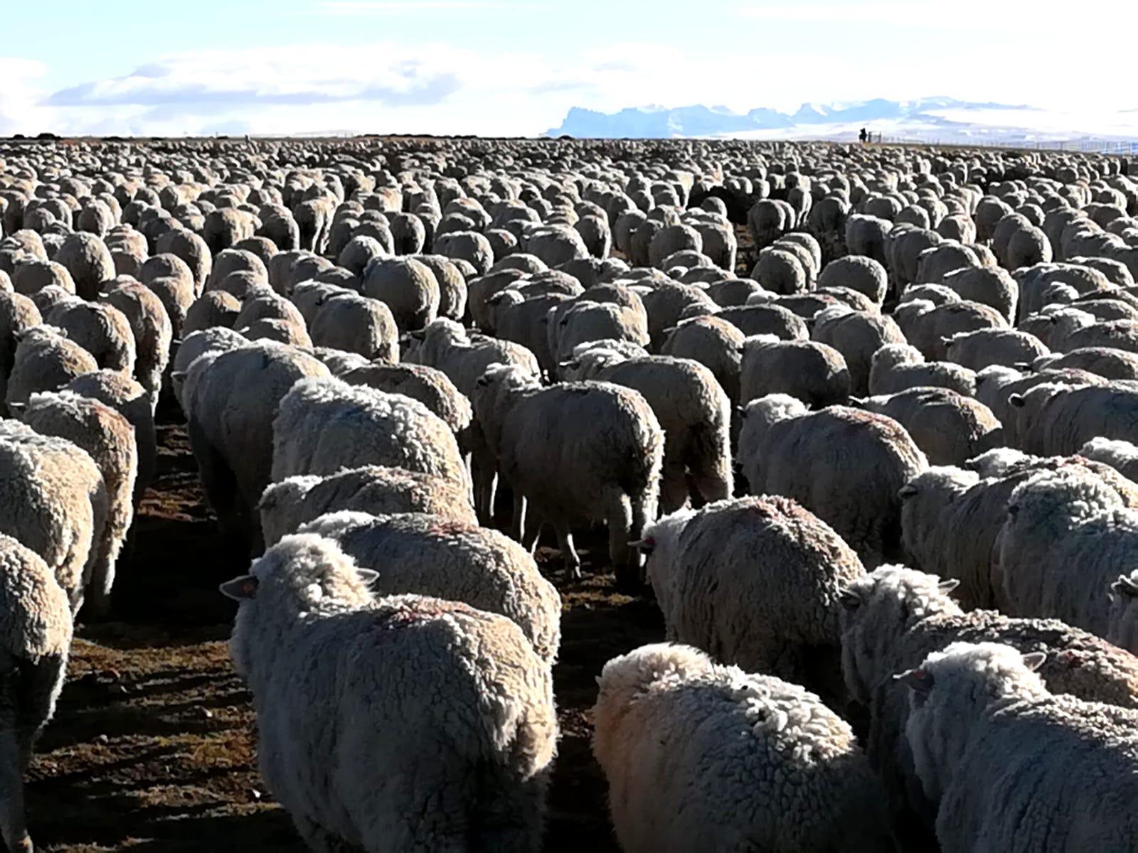 El INTA Santa Cruz estudiará las majadas ovinas al sur del río Santa Cruz