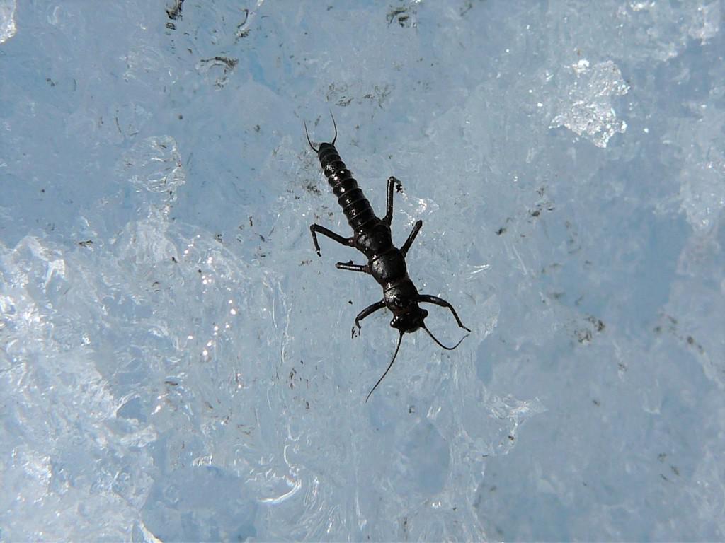 Conociendo más al Andiperla, el insecto que vive en los glaciares